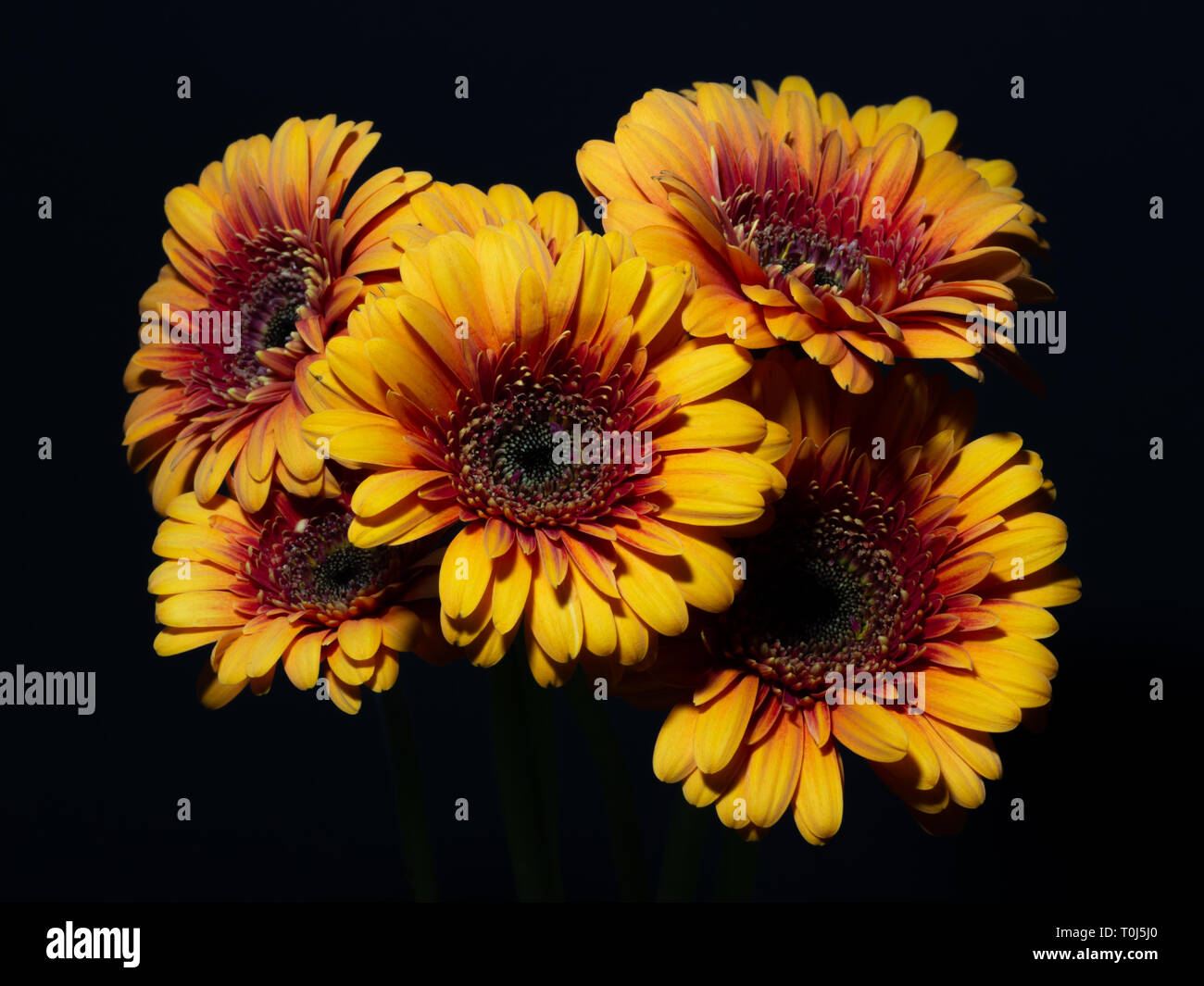 Gerbera daisy plant hi-res stock photography and images - Alamy