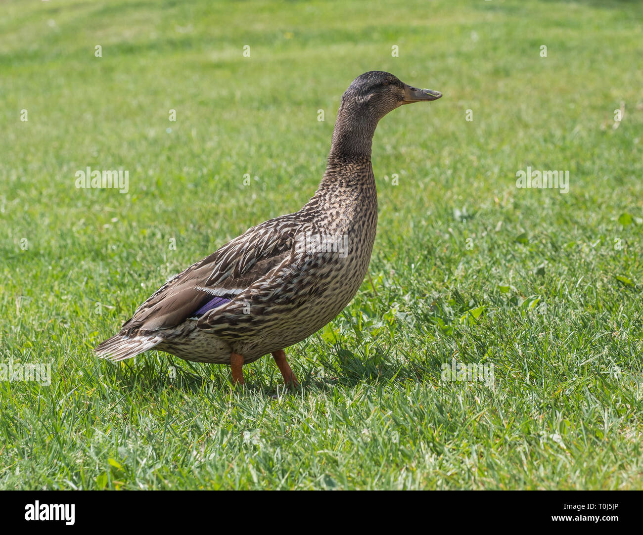 Lakeshore mallard duck hi-res stock photography and images - Alamy