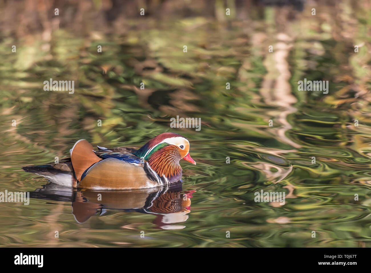 Multicolored duck hi-res stock photography and images - Alamy