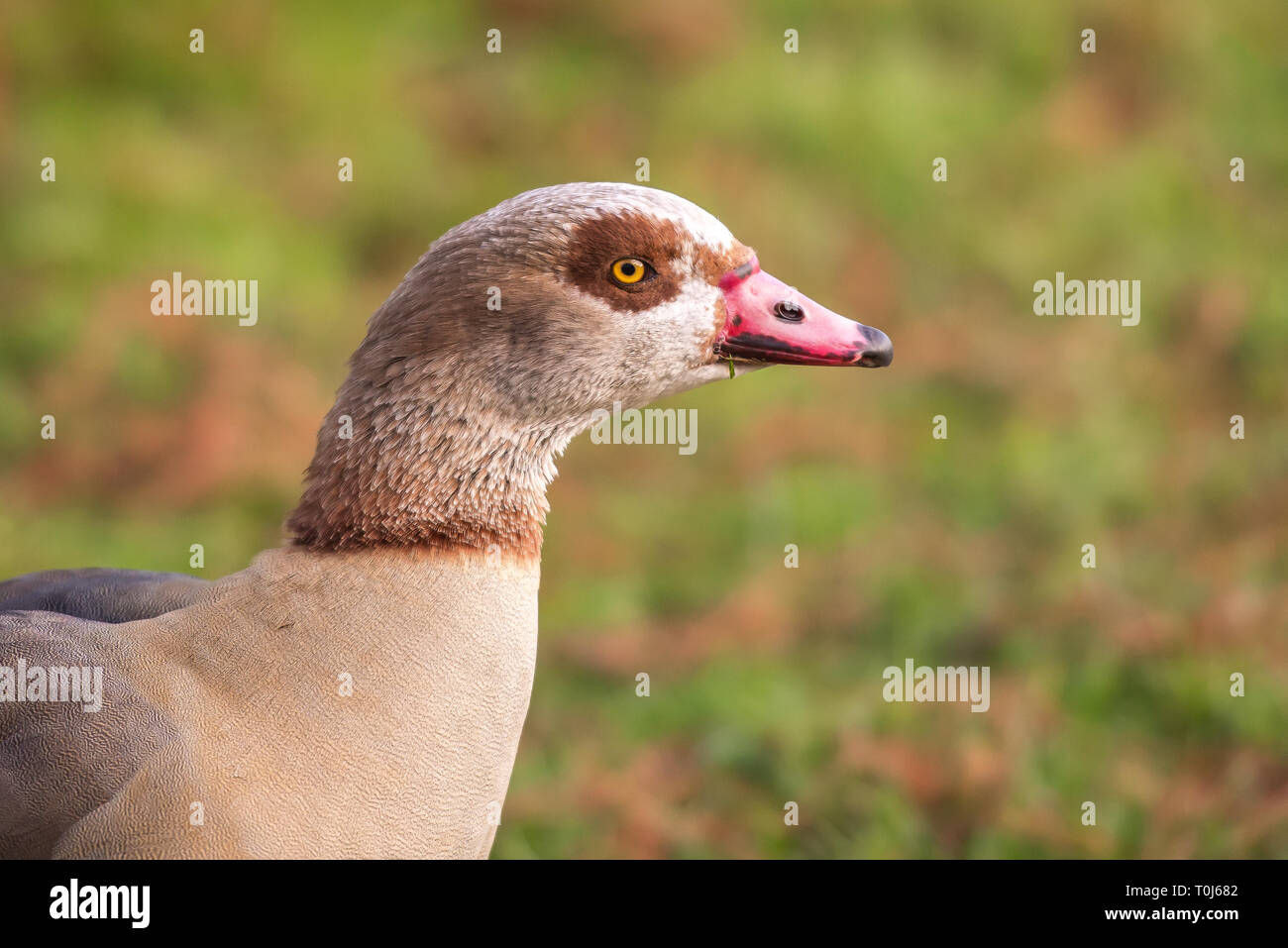 Egyptian Goose head shot Stock Photo - Alamy