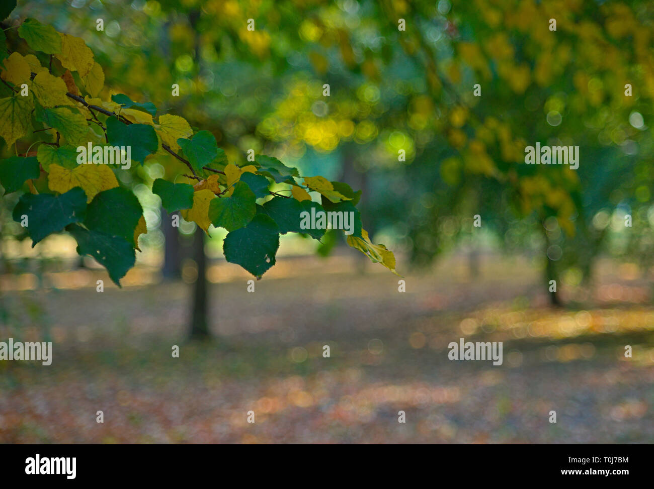 Tree park blurred forest hi-res stock photography and images - Alamy