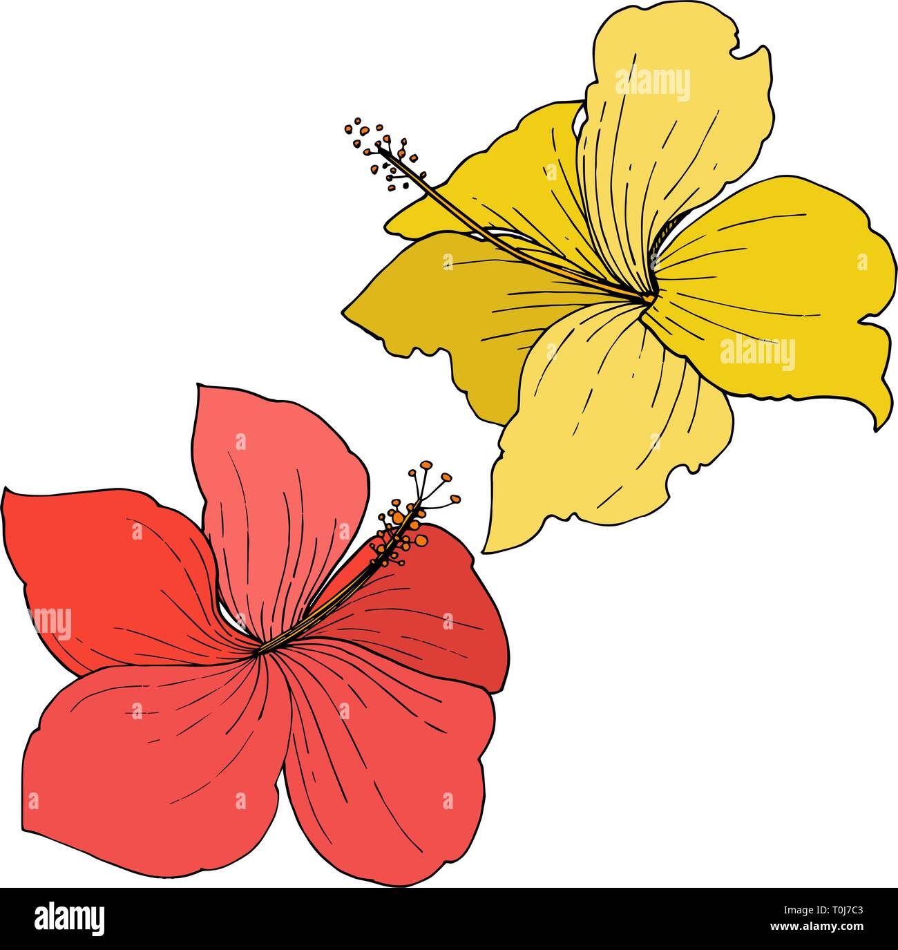 Vector Hibiscus floral tropical flowers. Engraved ink art. Isolated hibiscus illustration ...
