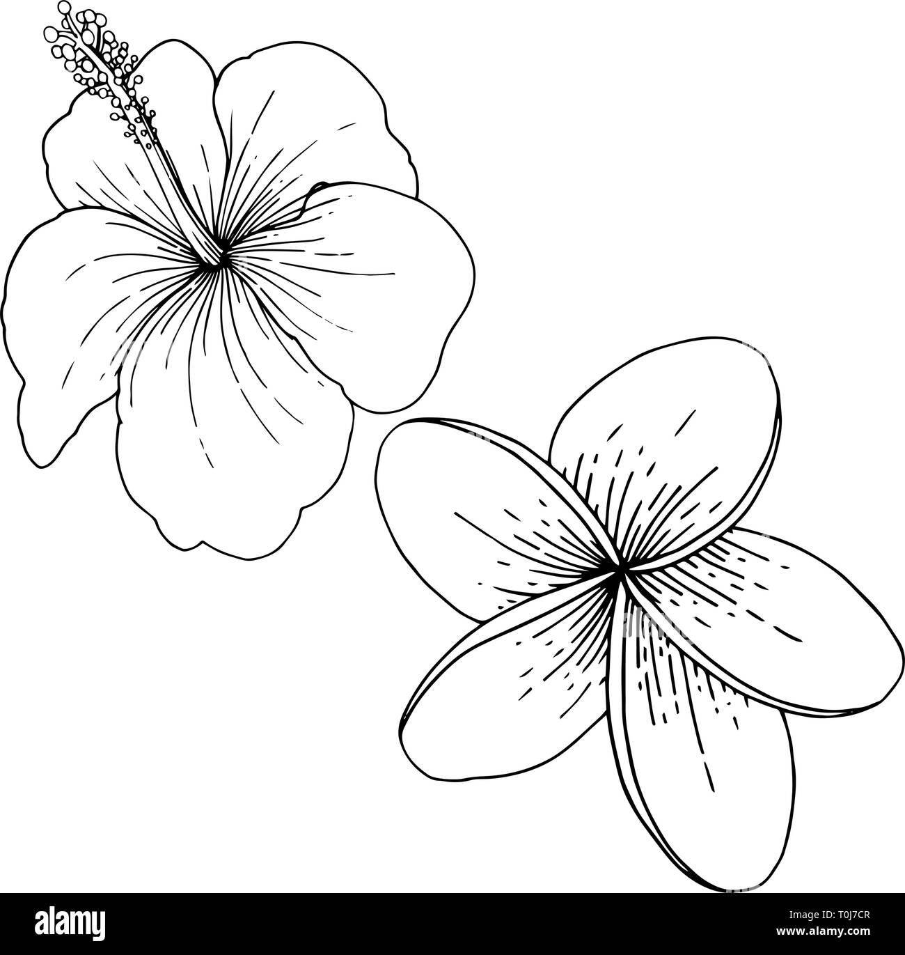 Vector Hibiscus floral tropical flowers. Black and white engraved ink art. Isolated hibiscus ...