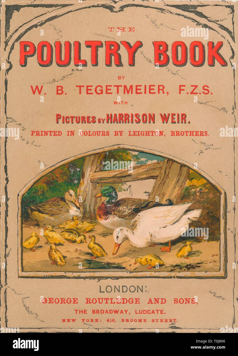 William bernhardt tegetmeier hi-res stock photography and images - Alamy