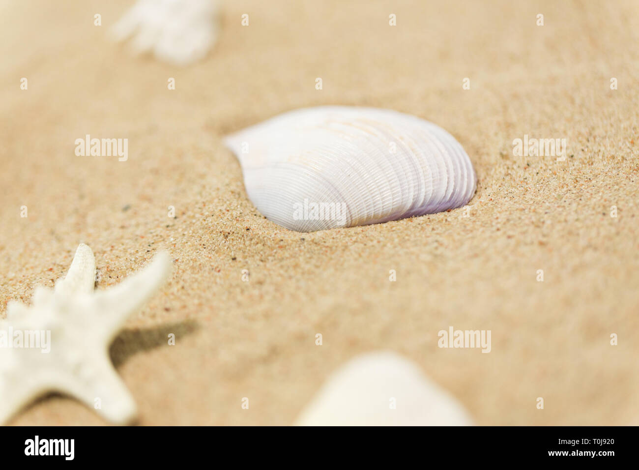 seashells on beach sand Stock Photo - Alamy