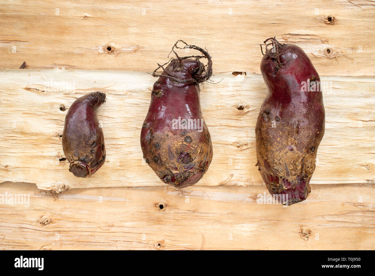 Inverted color tree hi-res stock photography and images - Alamy