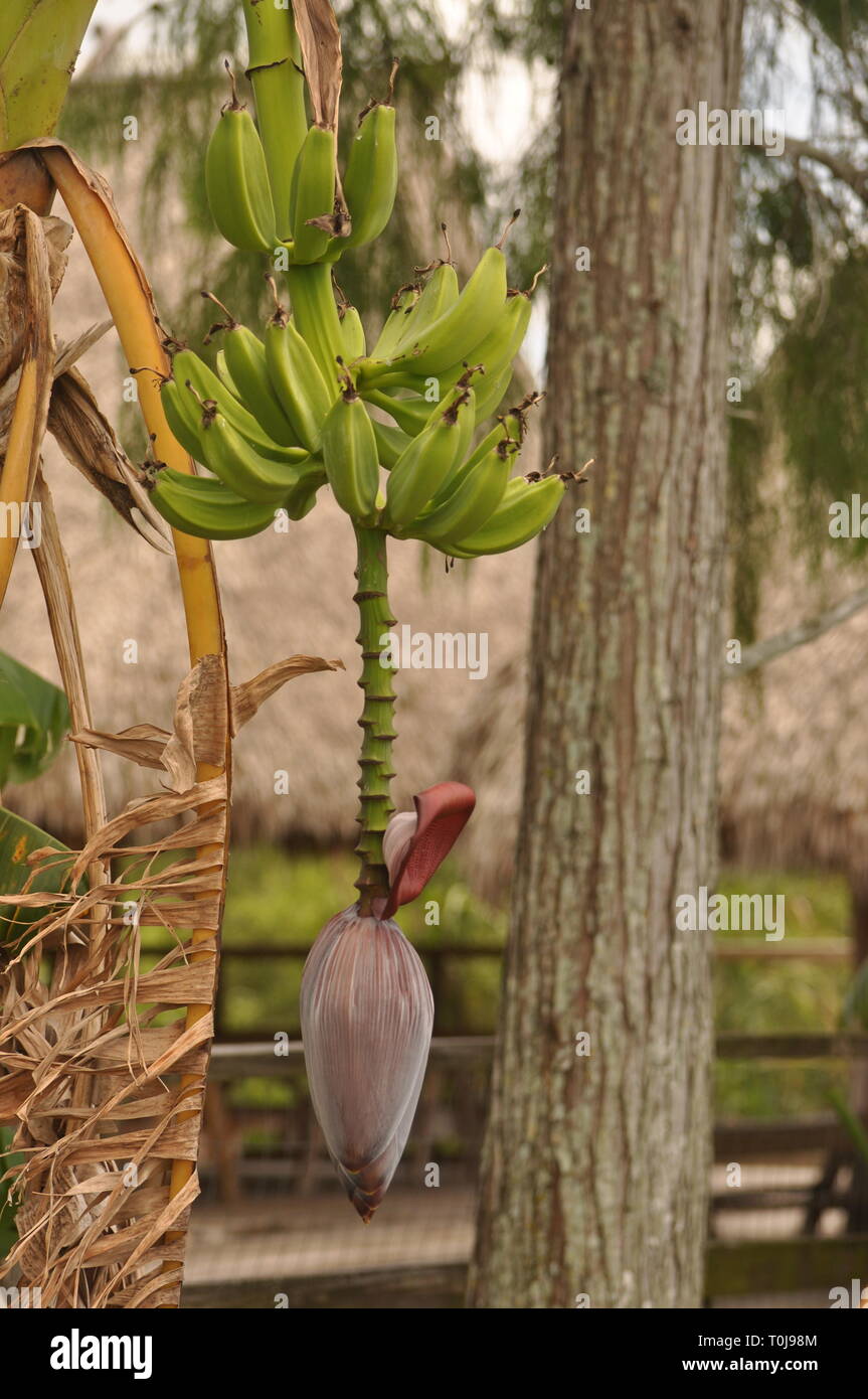 A branch of a banana tree Stock Photo - Alamy