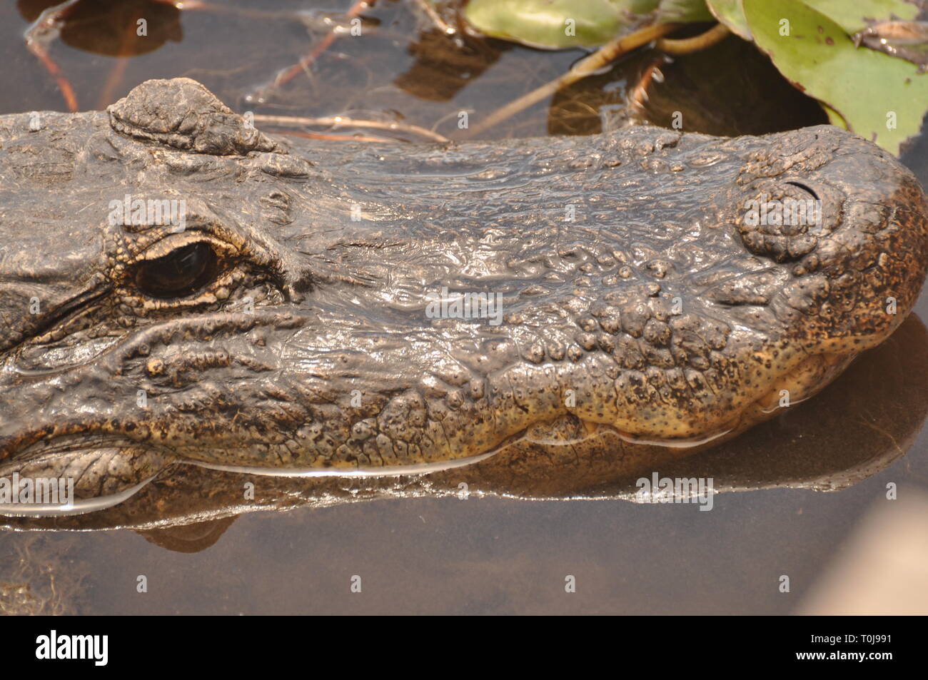Head of an aligator Stock Photo - Alamy