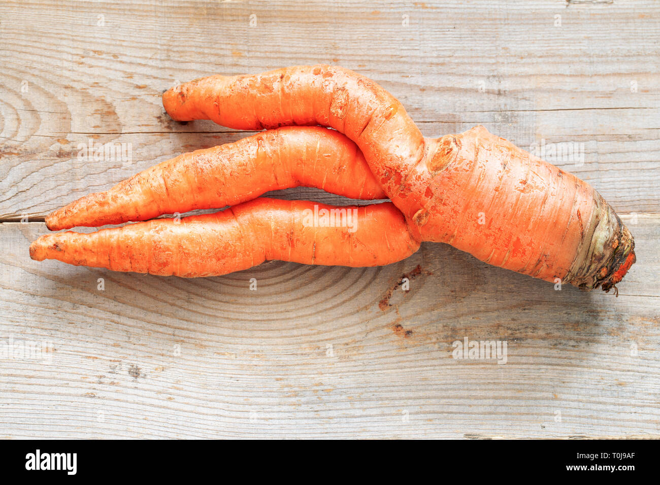 One big ugly crooked carrot are lying on old grey wooden background ...