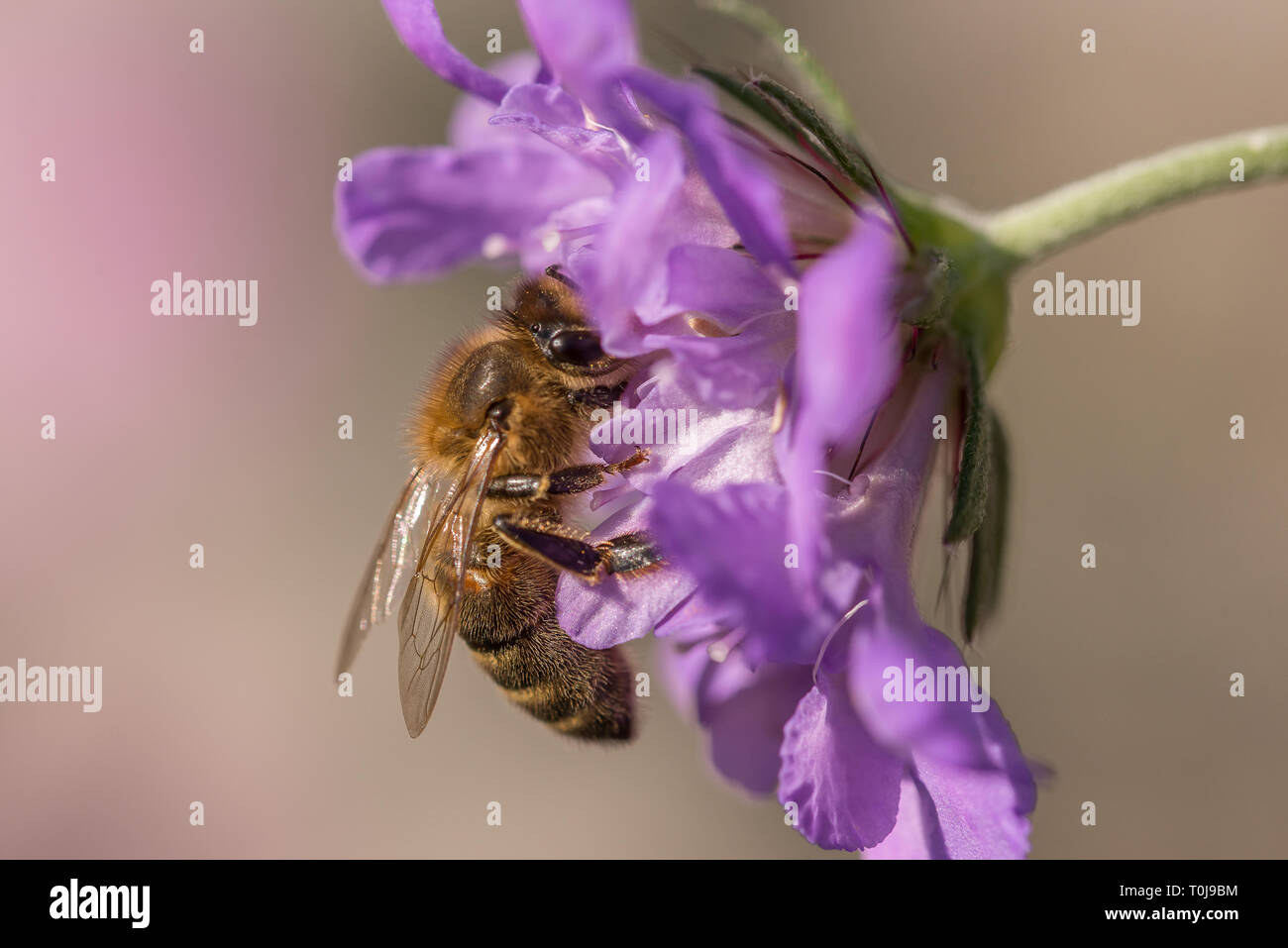Honey bee on flower blossoming hi-res stock photography and images - Alamy