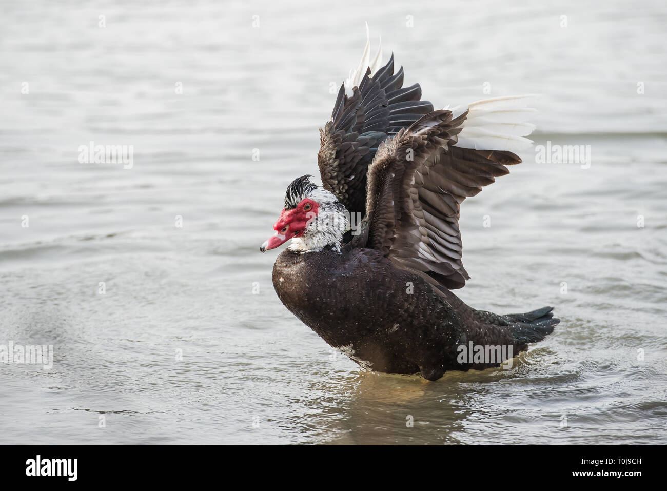 Grey Muscovy Duck Stock Photos & Grey Muscovy Duck Stock Images - Alamy