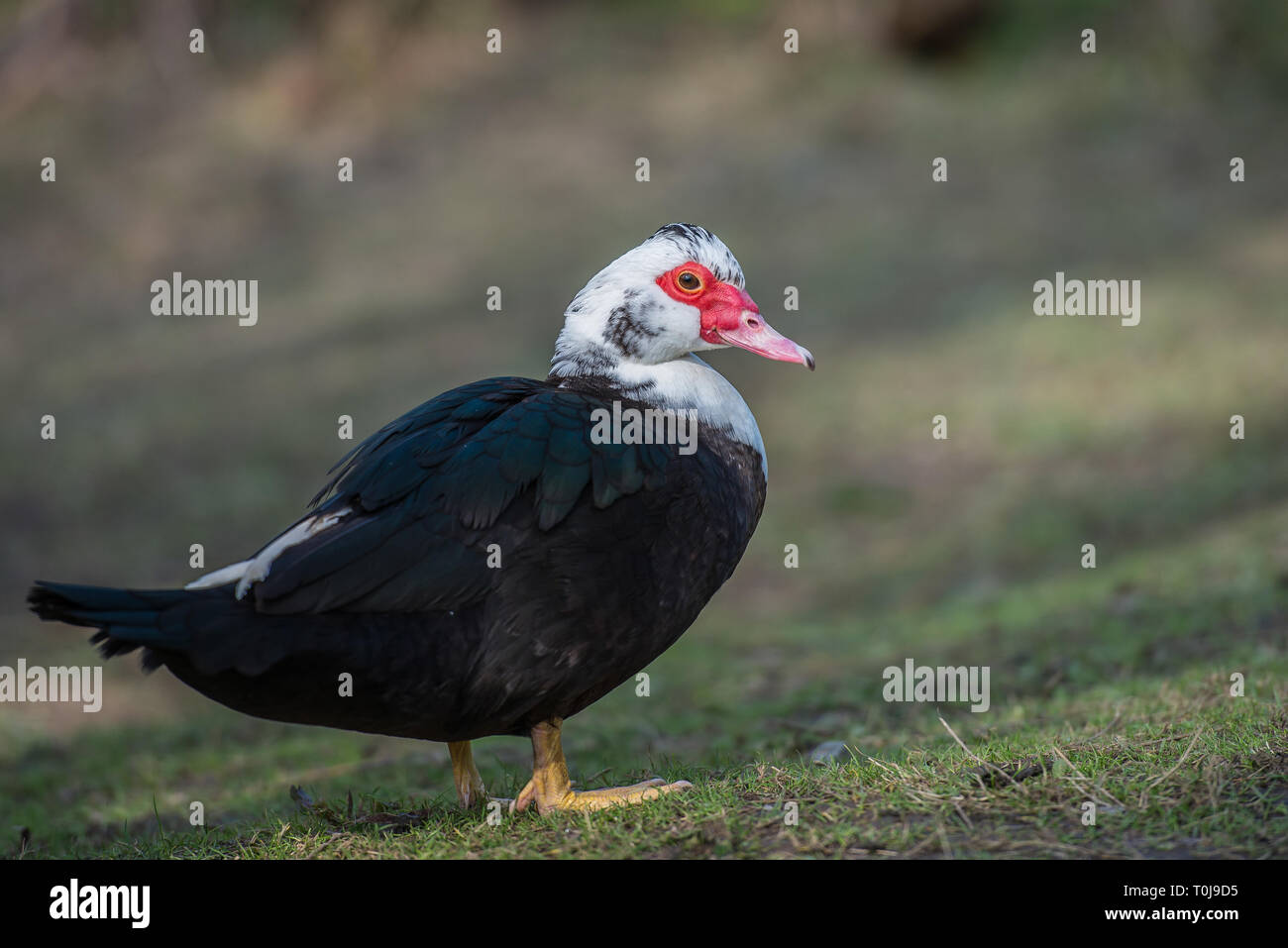 Male muscovy duck hi-res stock photography and images - Alamy