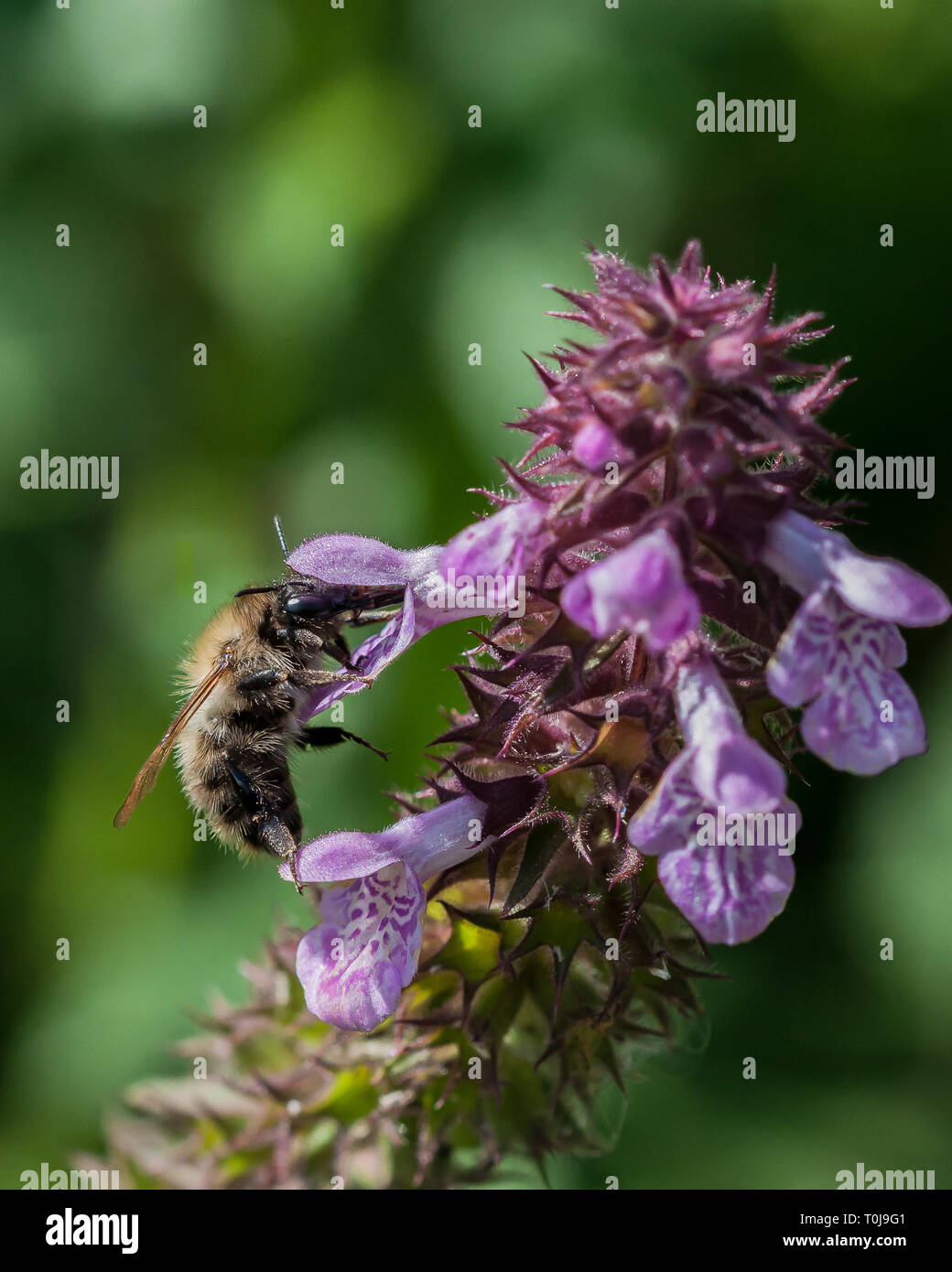 Bee gathering nectar Stock Photo - Alamy