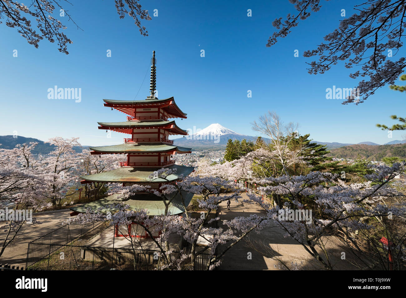 Fuji over cherry blossoms hi-res stock photography and images - Alamy
