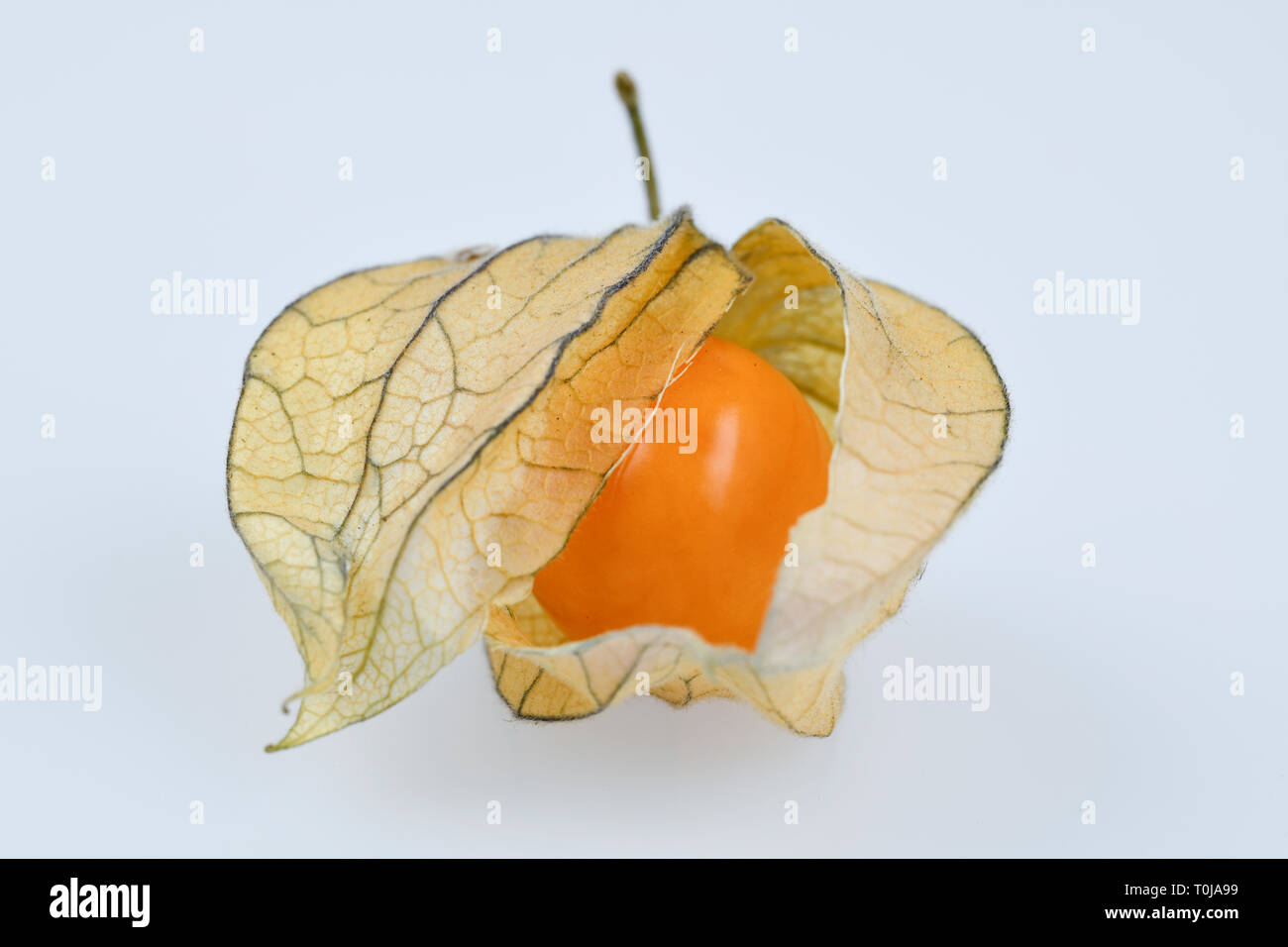 Physalis Frucht High Resolution Stock Photography and Images - Alamy