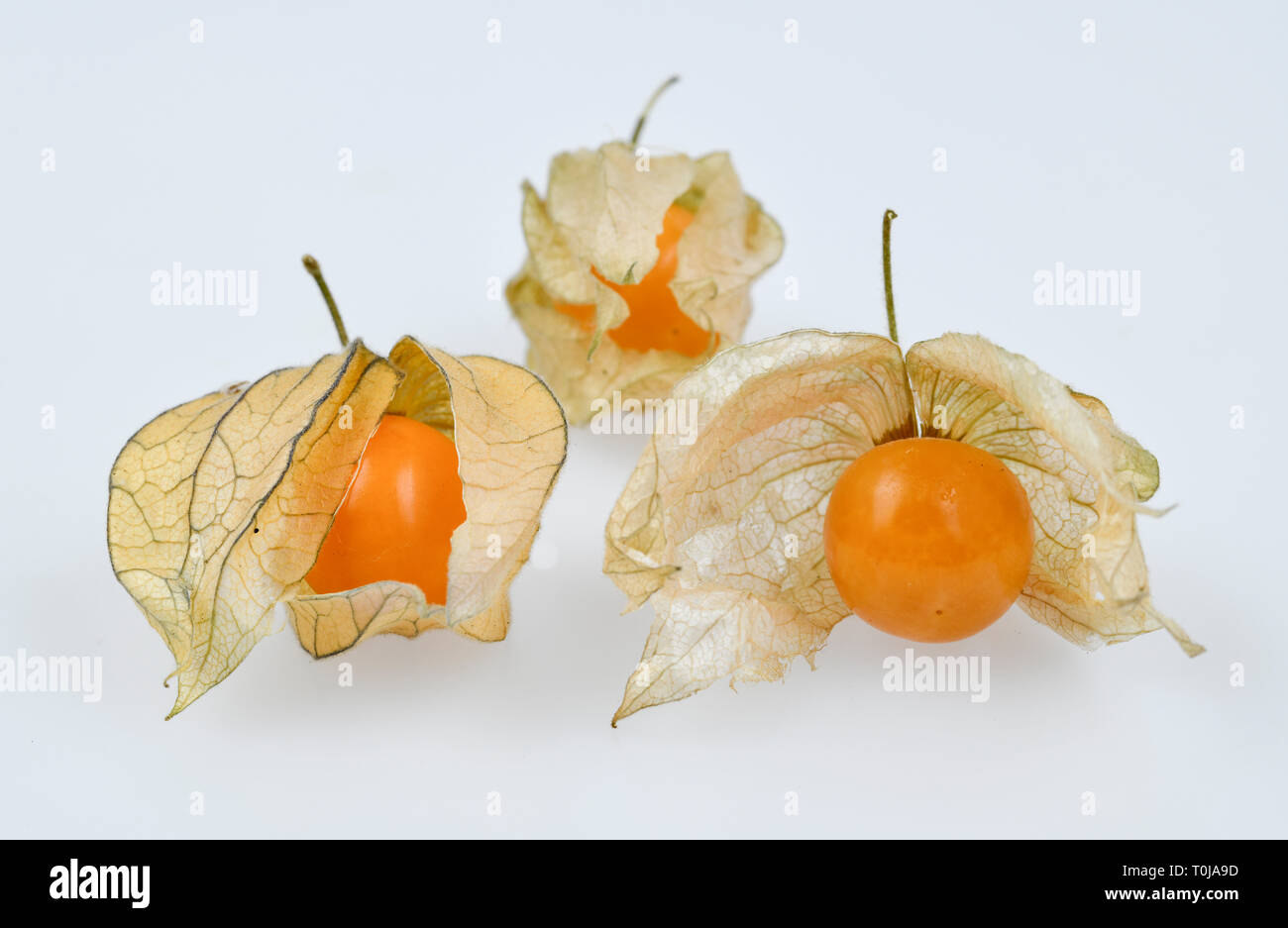 Physalis frucht hi-res stock photography and images - Alamy
