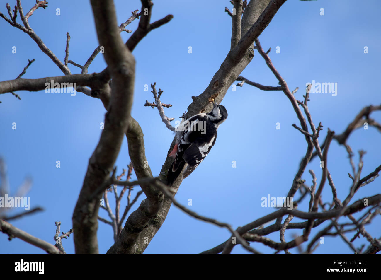 Woodpecker peeks into the bark of a walnut and holds in his beak grub ...