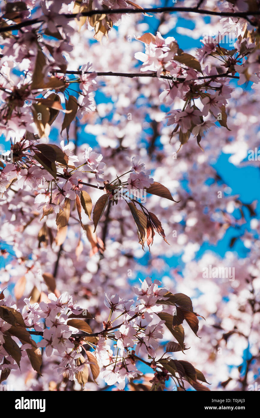 Flowering Japanese tree - Sakura. Pink flowering tree. Fragrant tree ...