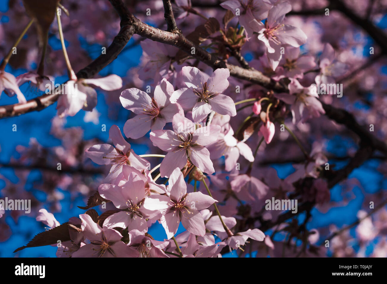 Flowering Japanese tree - Sakura. Pink flowering tree. Fragrant tree ...