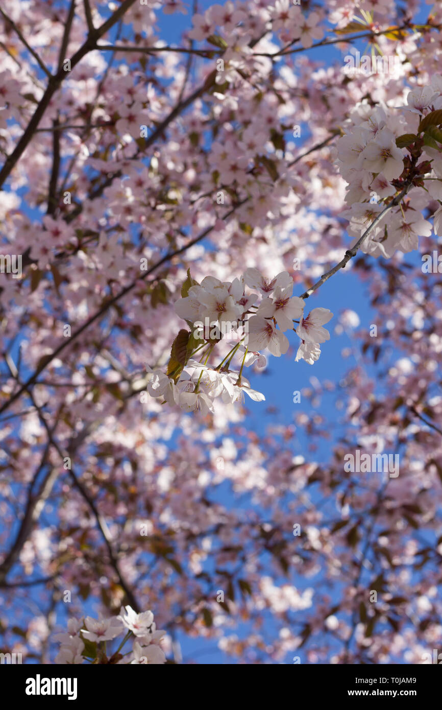 Flowering Japanese tree - Sakura. Pink flowering tree. Fragrant tree ...