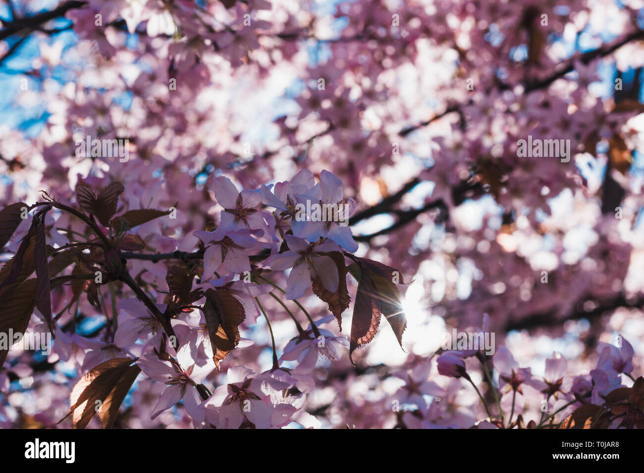 Flowering Japanese tree - Sakura. Pink flowering tree. Fragrant tree ...