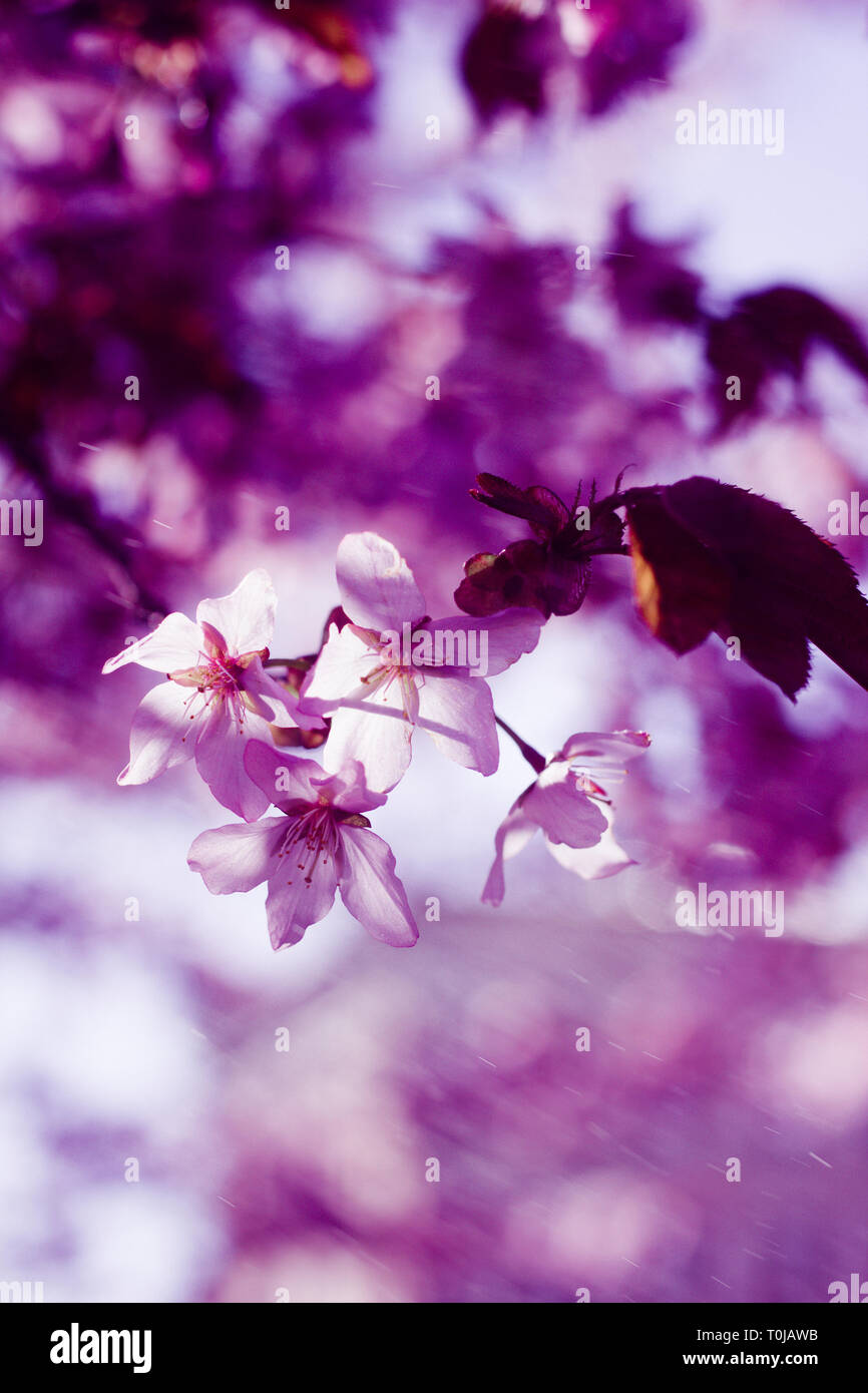 Flowering Japanese tree - Sakura. Pink flowering tree. Fragrant tree ...
