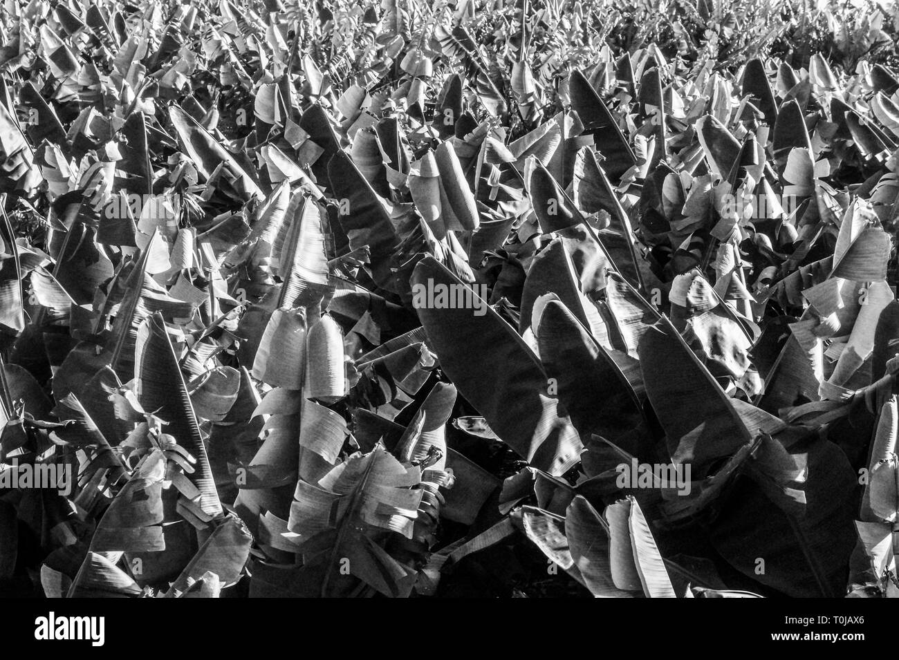 Banana leaf food Black and White Stock Photos & Images - Alamy