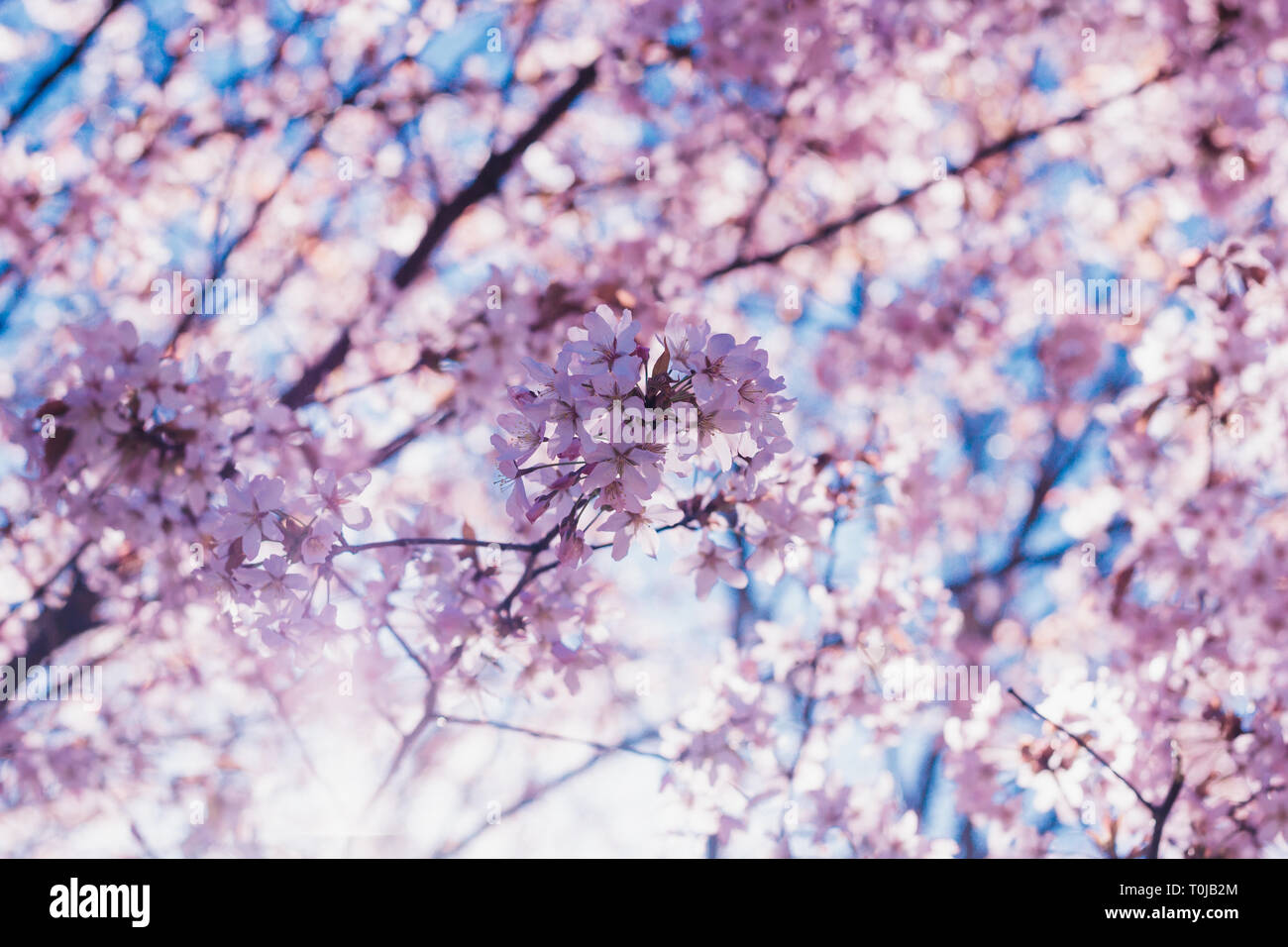 Flowering Japanese tree - Sakura. Pink flowering tree. Fragrant tree ...