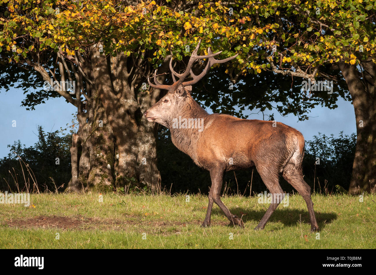 Havier hi-res stock photography and images - Alamy