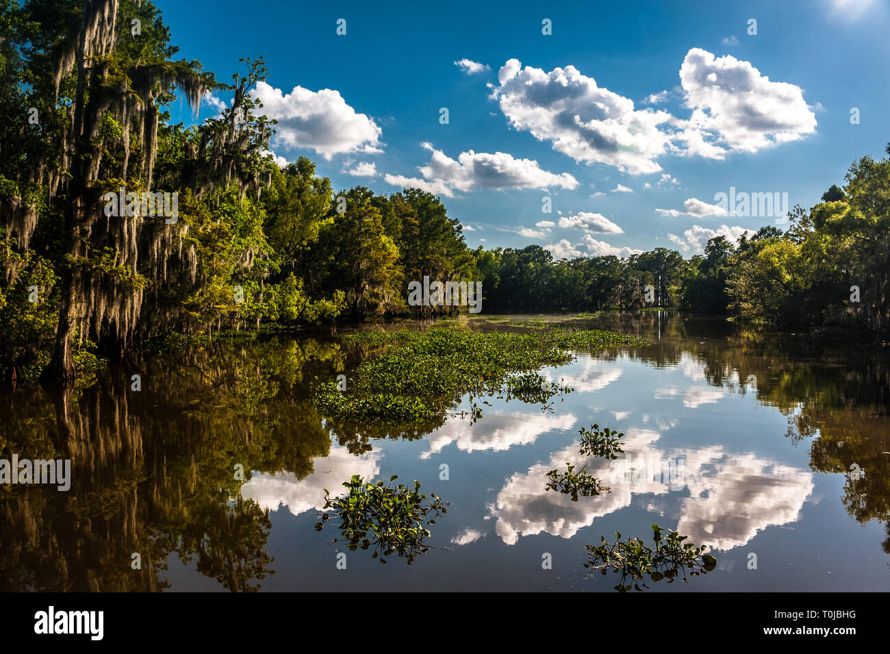 A lake surrounded by a Bald cypress forest in the Swamps of Louisiana ...