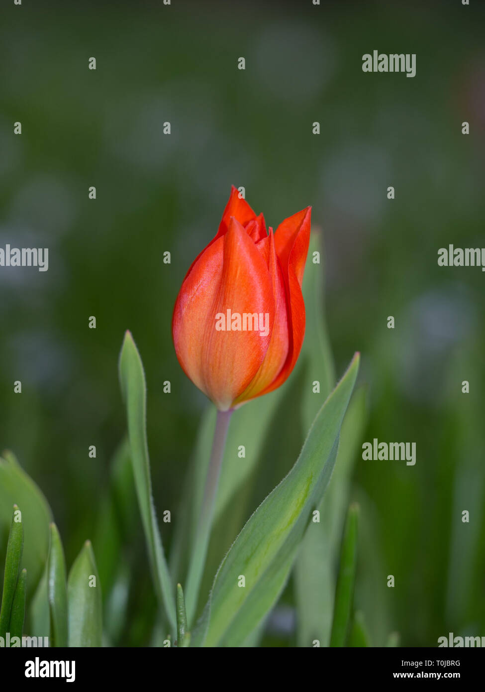 Tulip bright red Stock Photo - Alamy