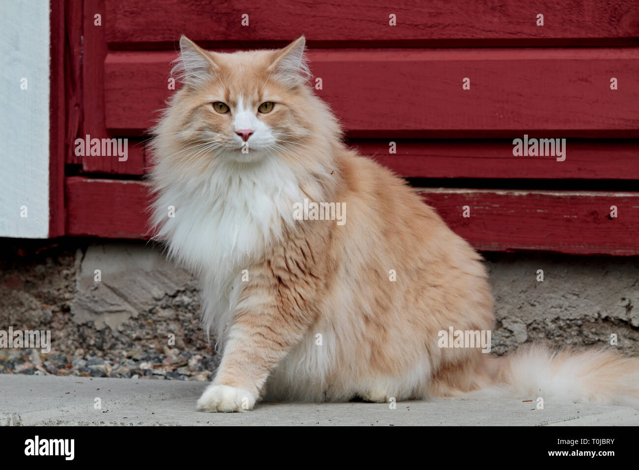 A big and strong norwegian forest cat male sitting in front of old red ...