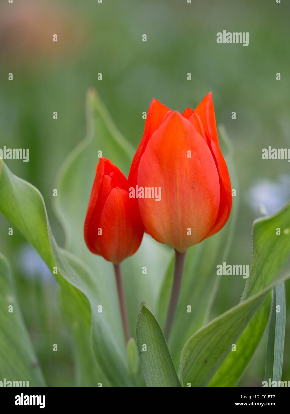 Bright red tulip flower hi-res stock photography and images - Alamy