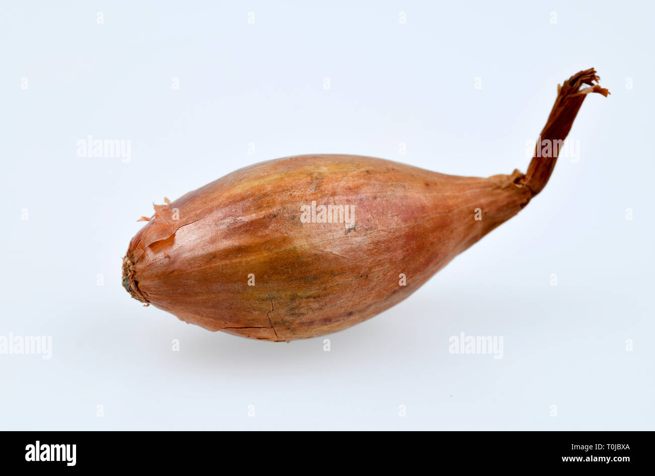 Shallot, studio admission, Schalotte, Studioaufnahme Stock Photo - Alamy