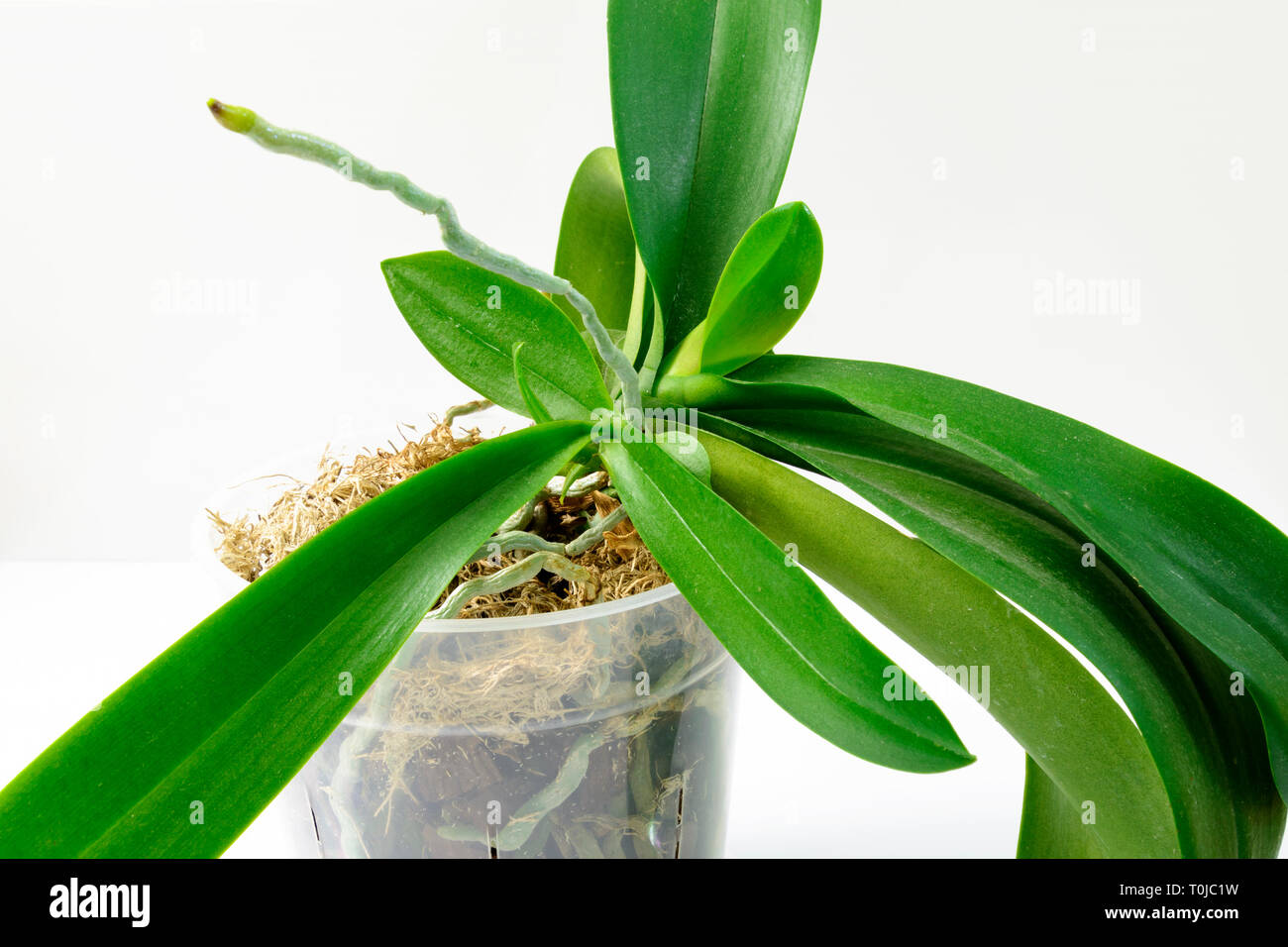 Close-up of young plants on mother plant. Cultivation of orchids in ...