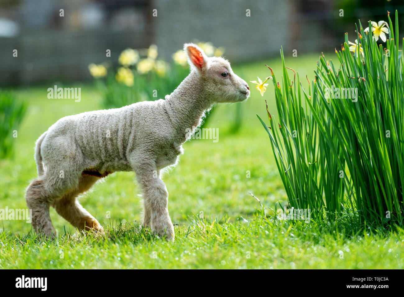 A new-born lamb taking a look at the new surroundings in life Stock ...