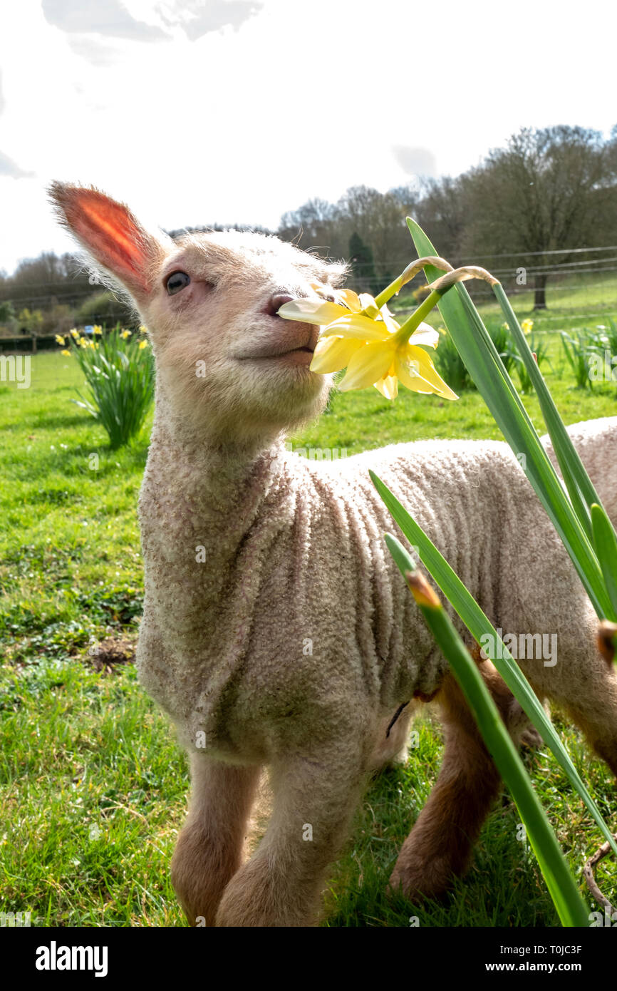 A new-born lamb taking a look at the new surroundings in life Stock ...