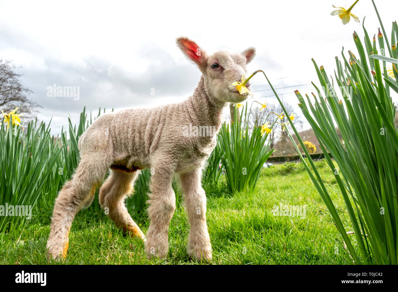 A new-born lamb taking a look at the new surroundings in life Stock ...