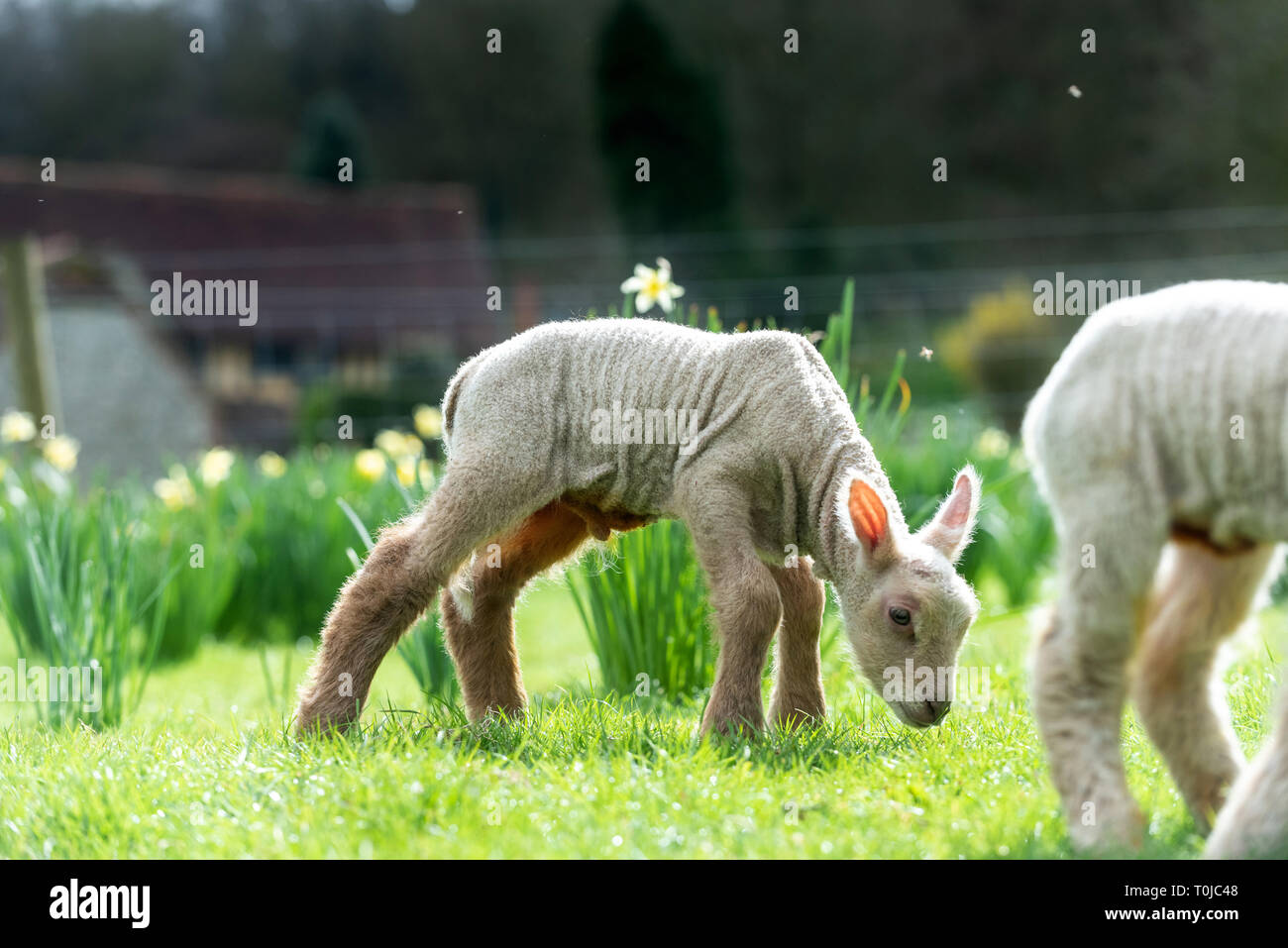 A new-born lamb taking a look at the new surroundings in life Stock ...