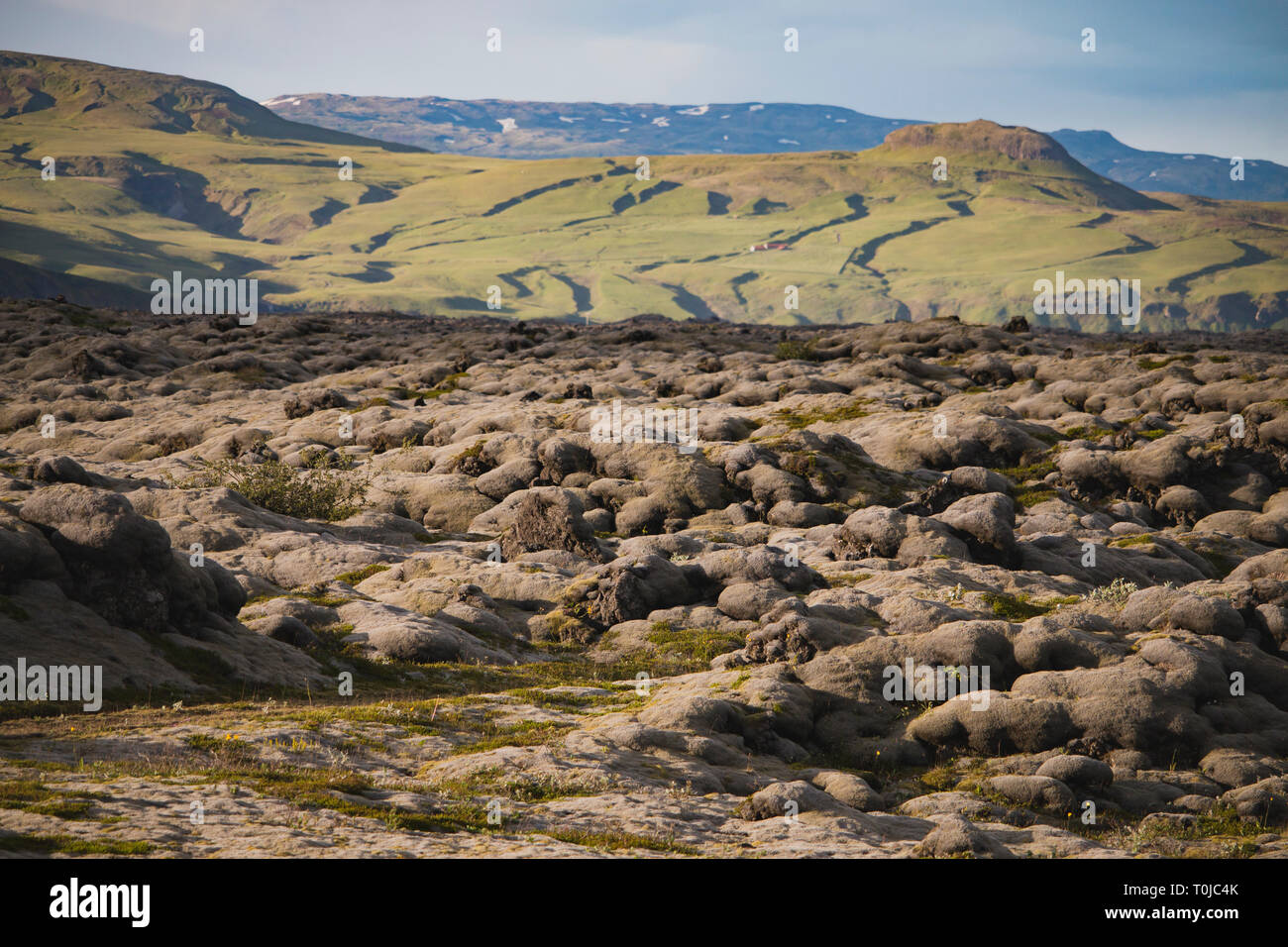 Beautiful volcanic mossy landscape in Iceland with mountain background ...