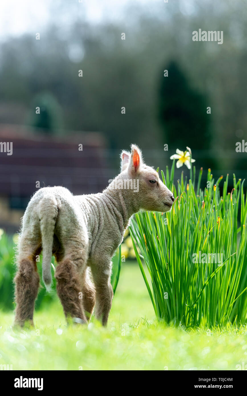 A new-born lamb taking a look at the new surroundings in life Stock ...