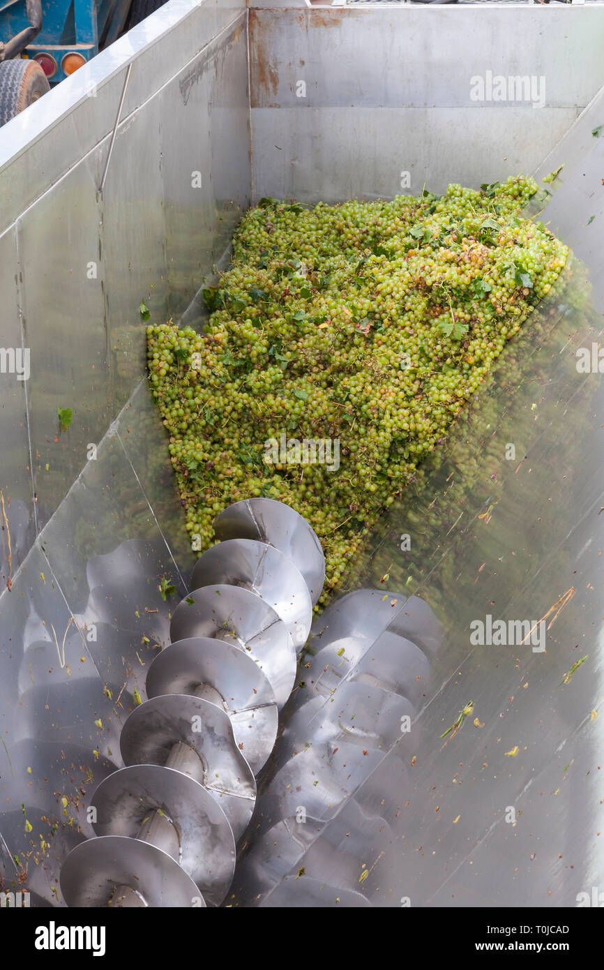 Hanepoot hi-res stock photography and images - Alamy