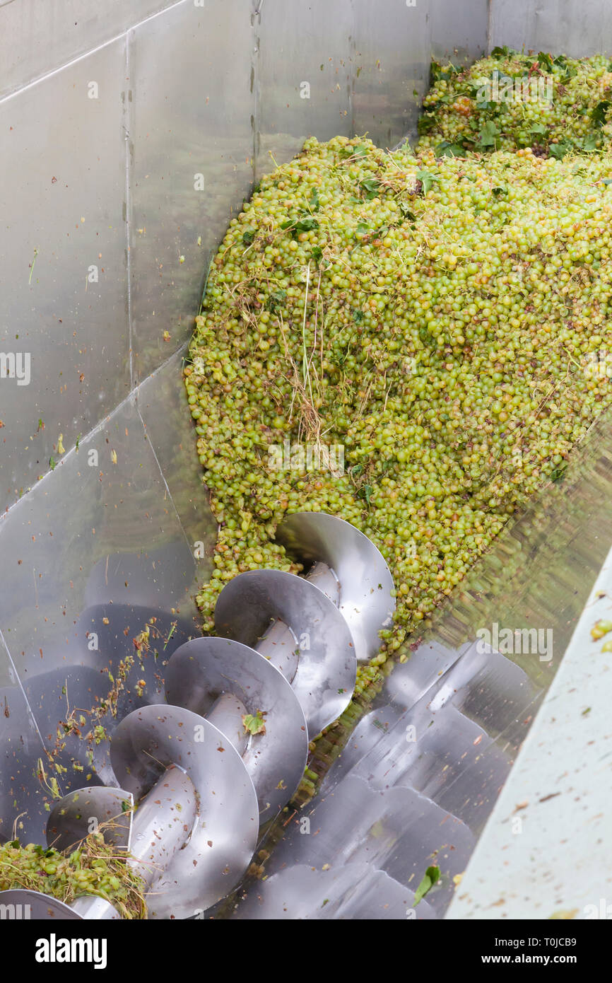 Hanepoot hi-res stock photography and images - Alamy