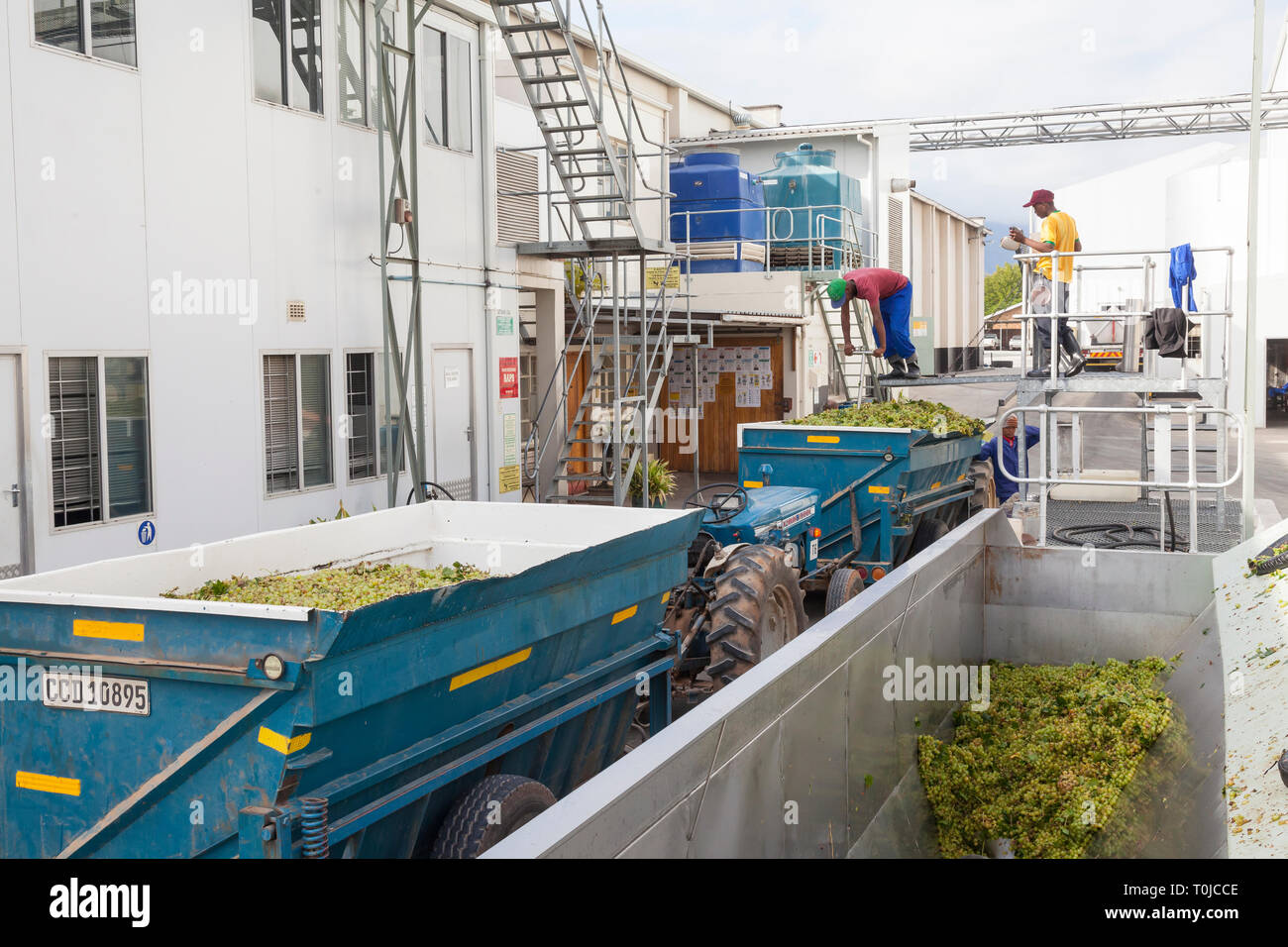 Hanepoot hi-res stock photography and images - Alamy