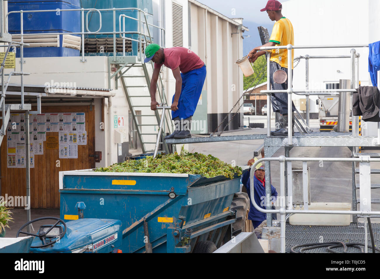 Haneport grapes hi-res stock photography and images - Alamy