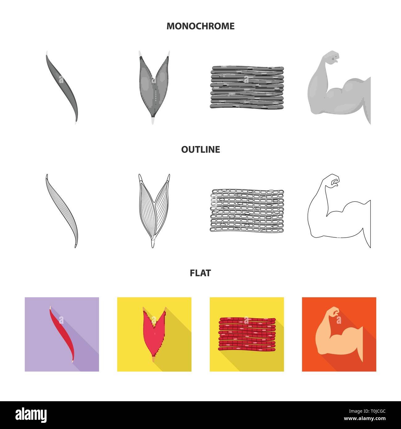Vector design of fiber and muscular icon. Collection of fiber and body ...
