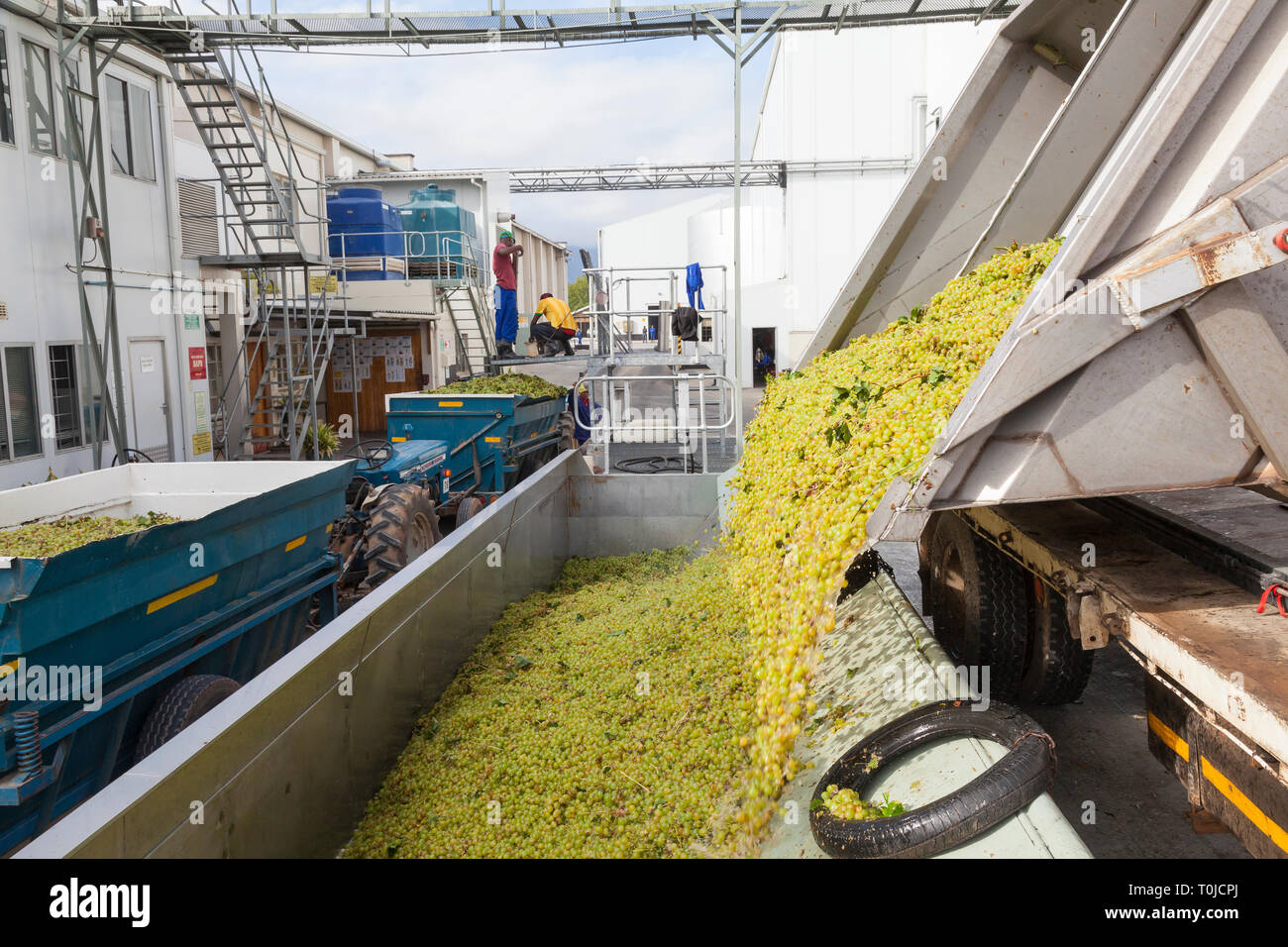 Hanepoot hi-res stock photography and images - Alamy