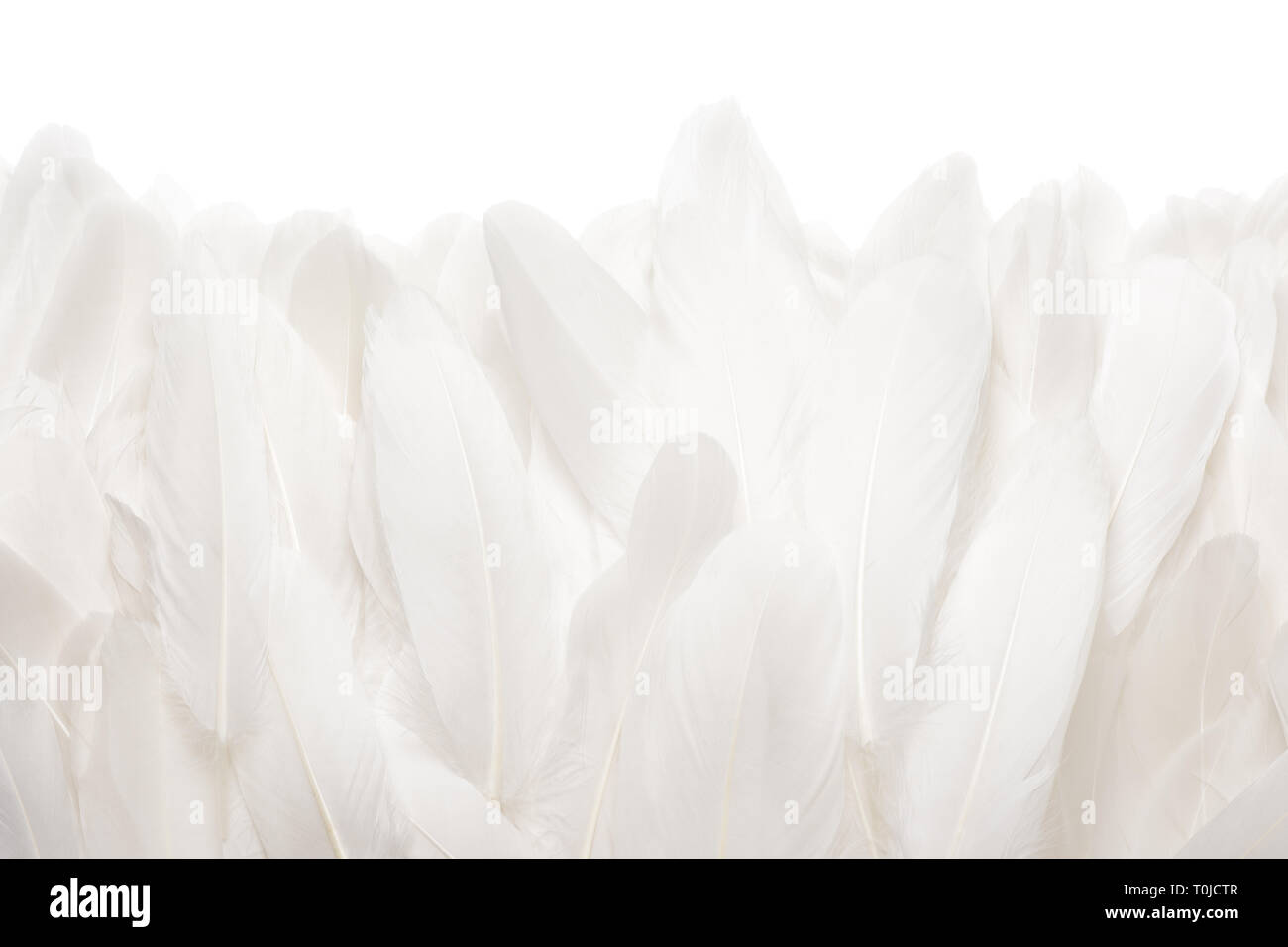 Close-up of white goose feathers isolated on white background Stock ...