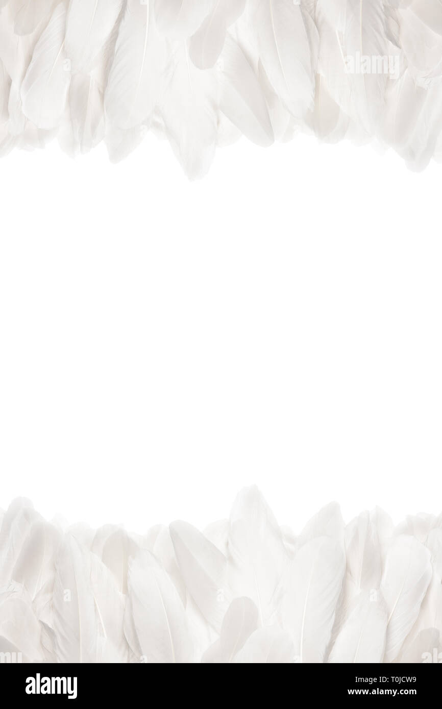 Close-up of white feathers at the top and bottom of the photo. Vertical ...