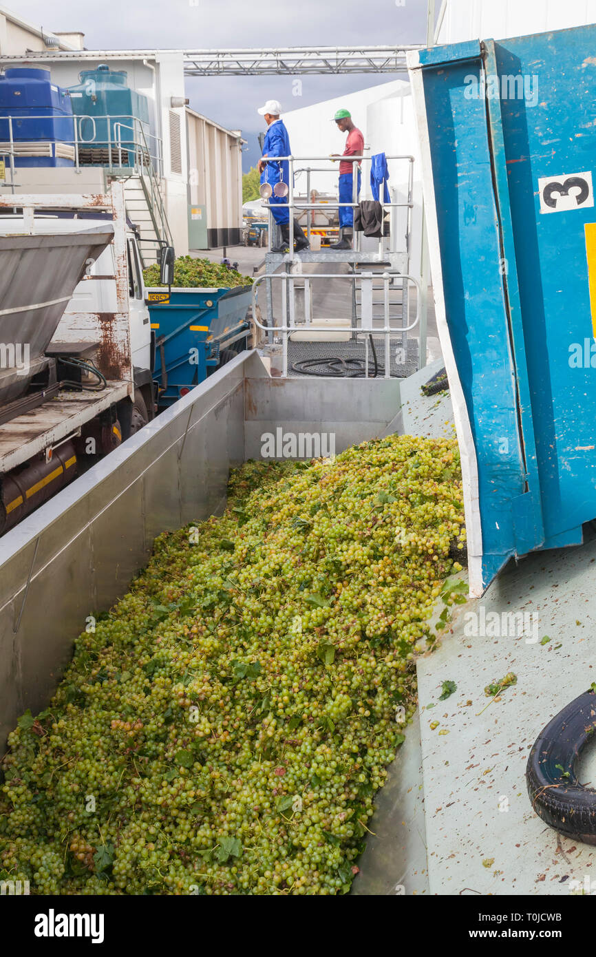 Hanepoot grapes hi-res stock photography and images - Alamy